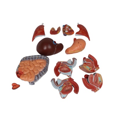 Torso Models | Health and Care